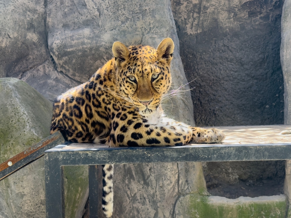 Zoos And Aquariums: Exploring The Wonders Of The Animal Kingdom